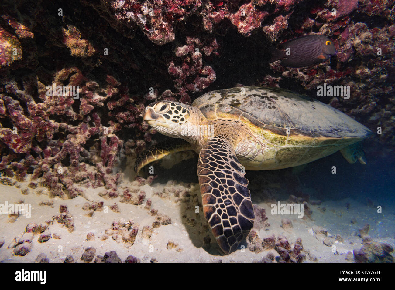 Green Sea Turtle relaxing on the reef near Oahu, Hawaii Stock Photo - Alamy