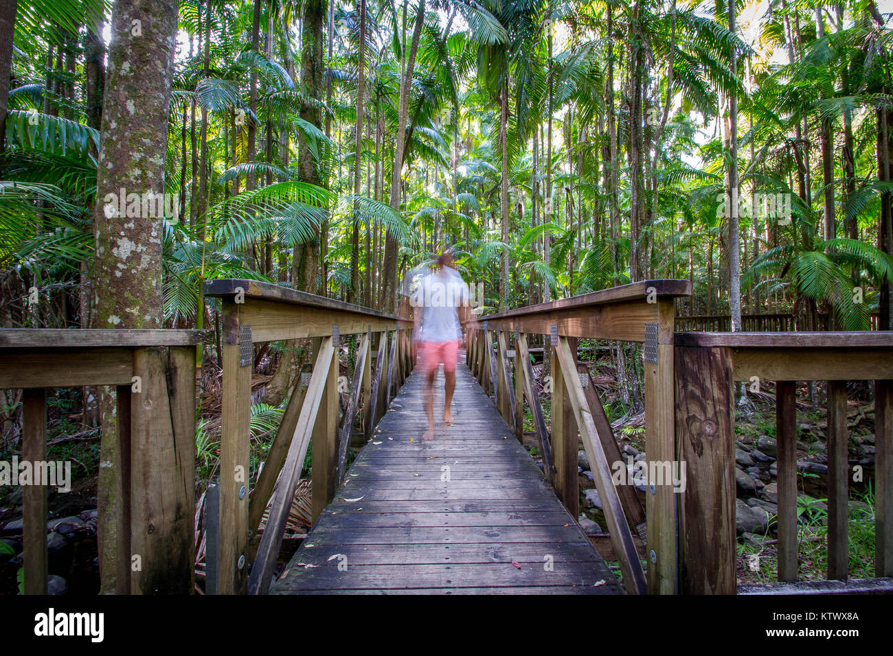 Rain rainforest bridge wood hi-res stock photography and images - Alamy