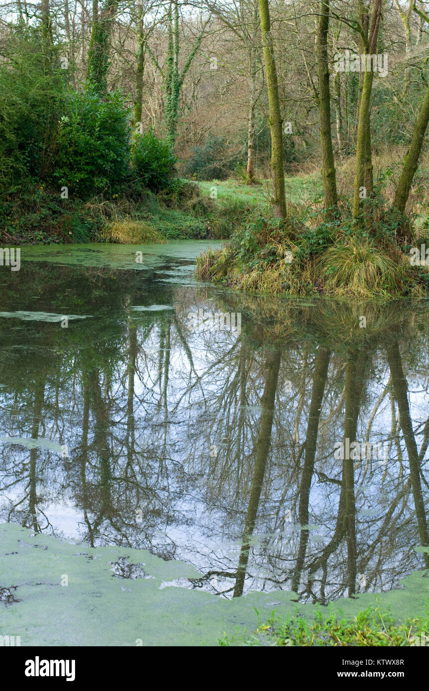 Pond with trees in reflection Stock Photo - Alamy