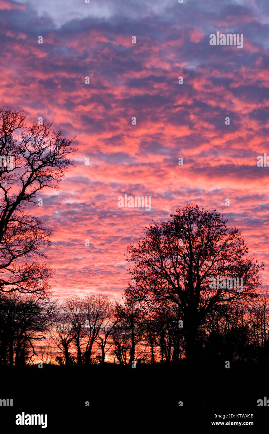 Sunset with trees hi-res stock photography and images - Alamy