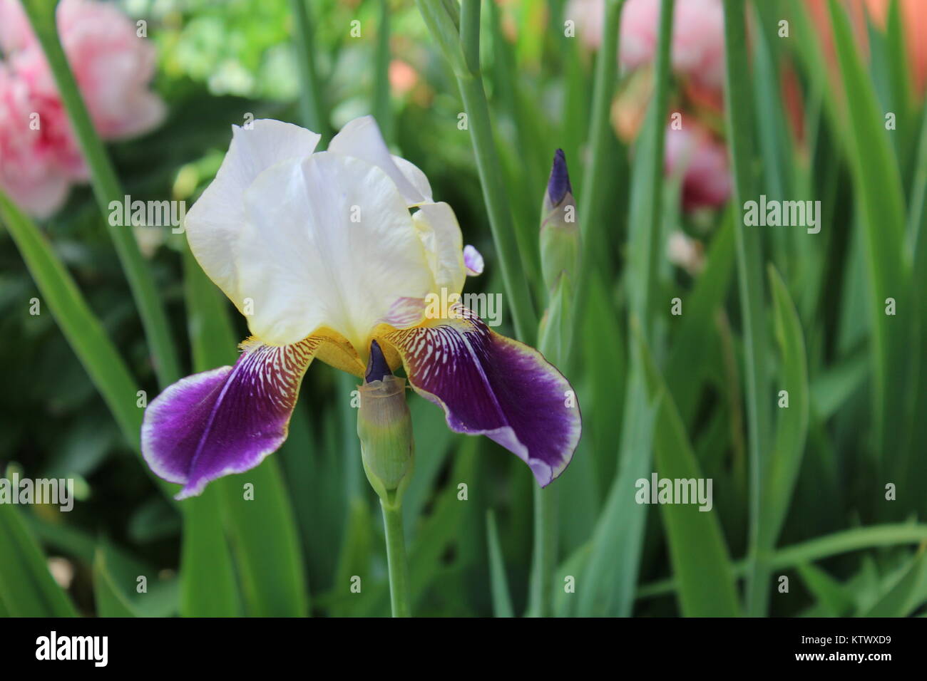 Swedish Tiger High Resolution Stock Photography and Images - Alamy