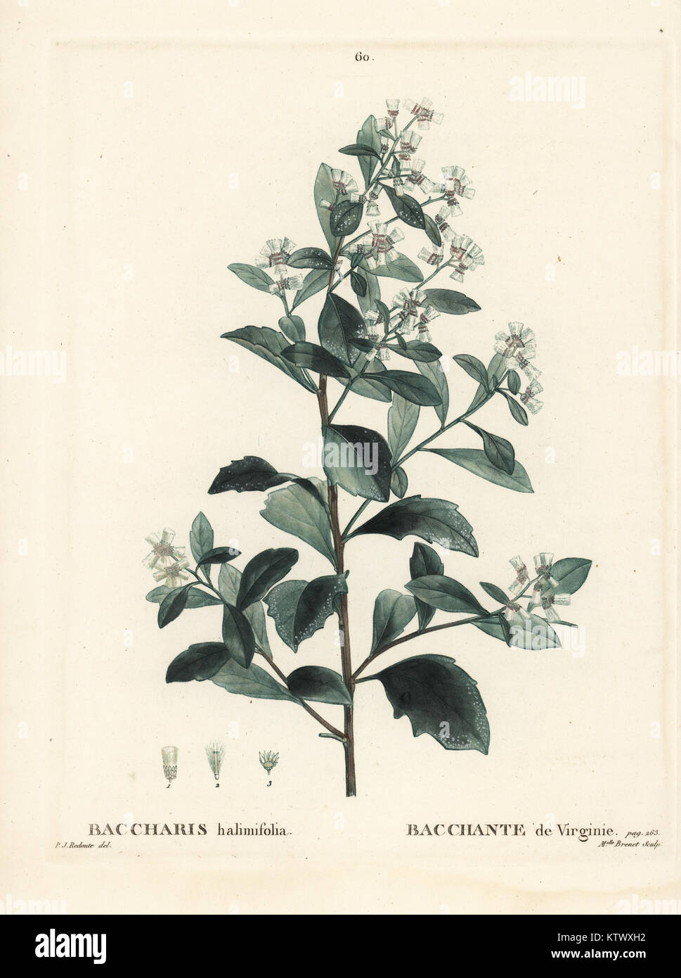 Eastern baccharis baccharis halimifolia hi-res stock photography and ...