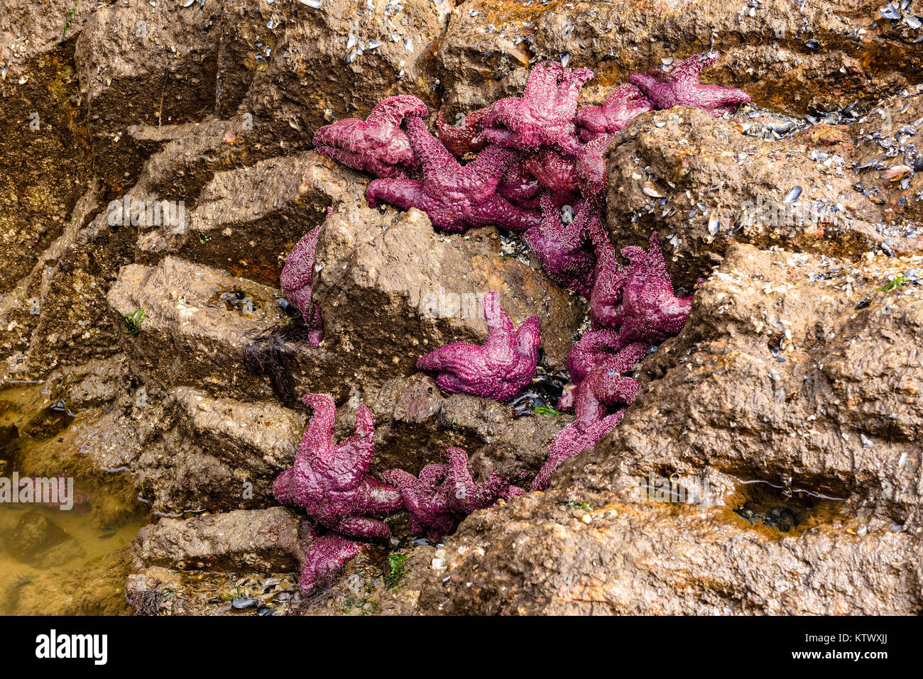 Ochre starfish (Pisaster ochraceus) Lighthouse Park, British Columbia ...