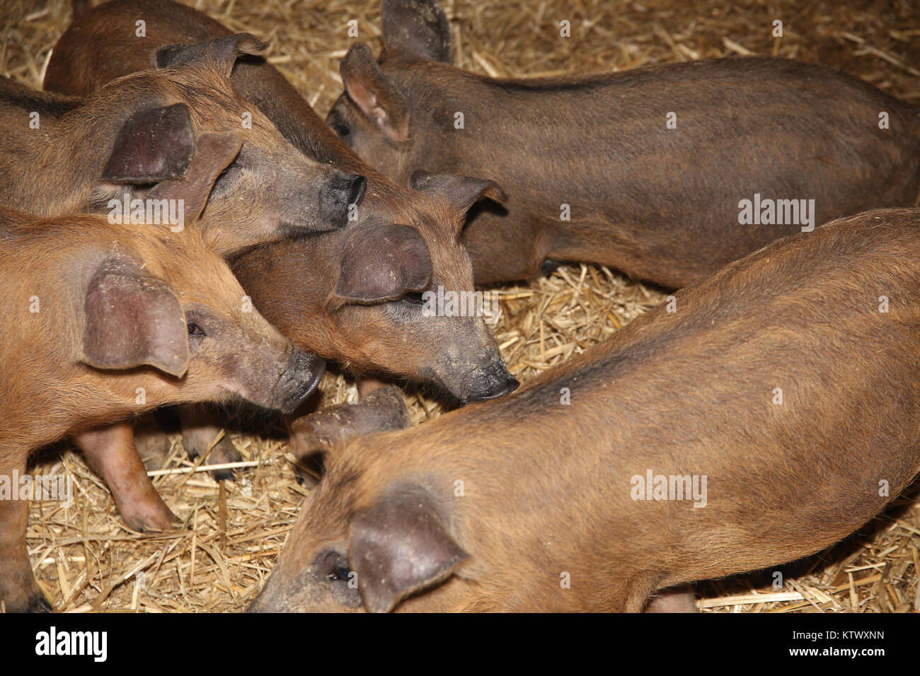Photo of mangalica piglets at animal farm Stock Photo - Alamy