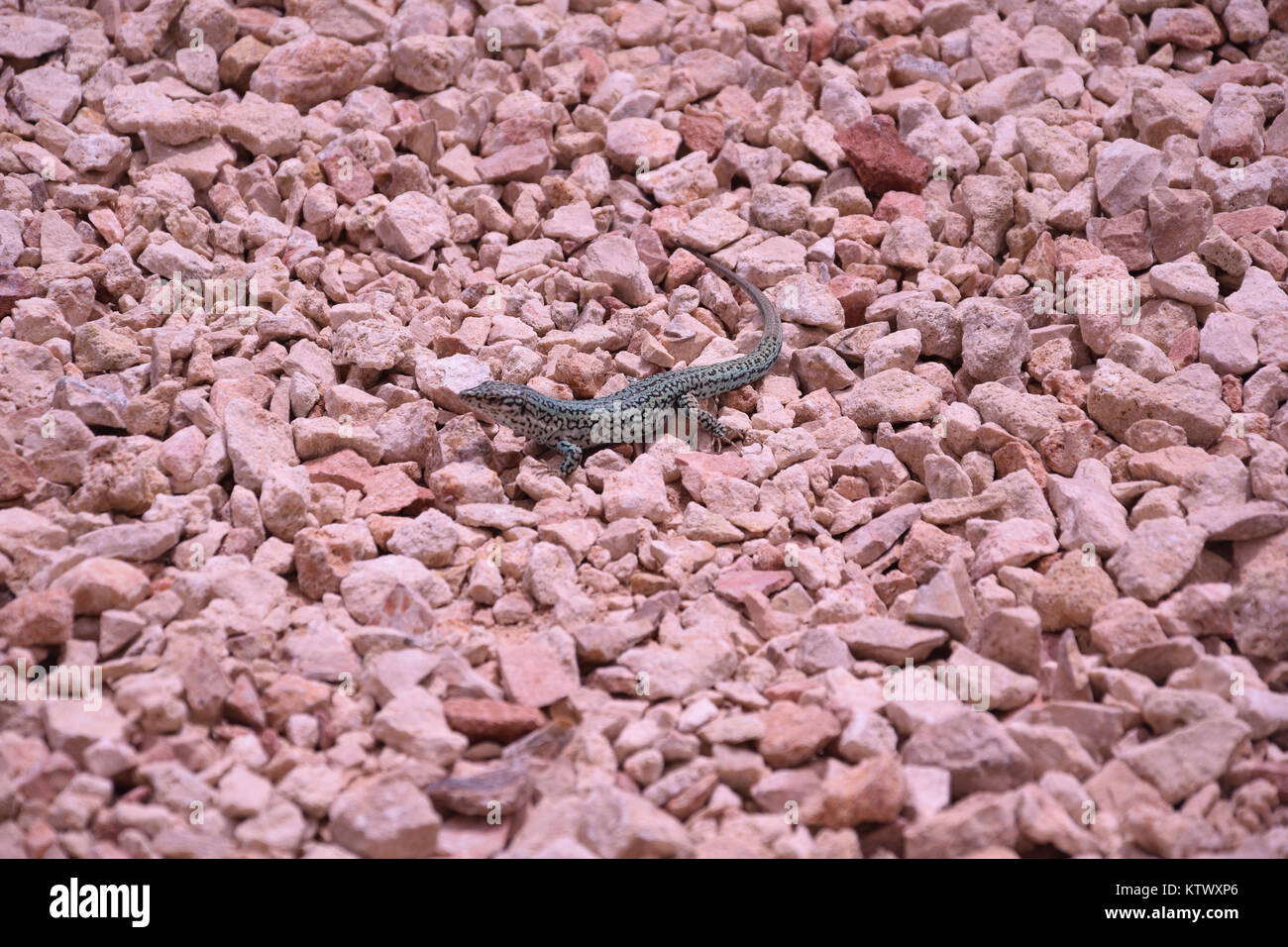 Lizard on guard hi-res stock photography and images - Alamy