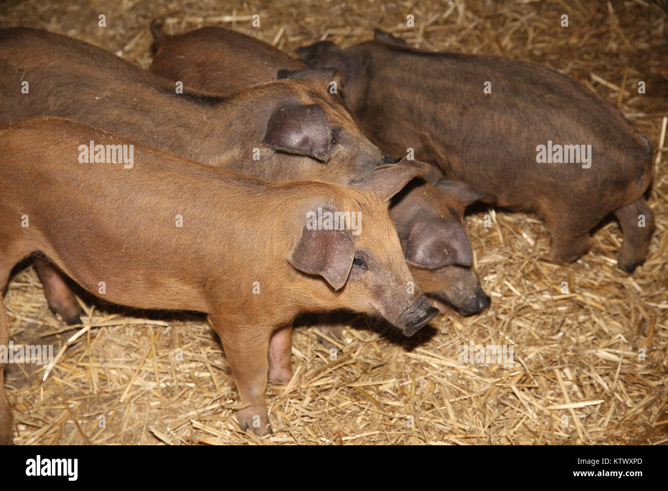 Little piglets inside at animal barn rural scene Stock Photo - Alamy