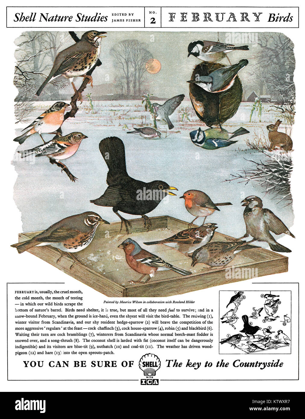 1950s illustration british birds hi-res stock photography and images ...