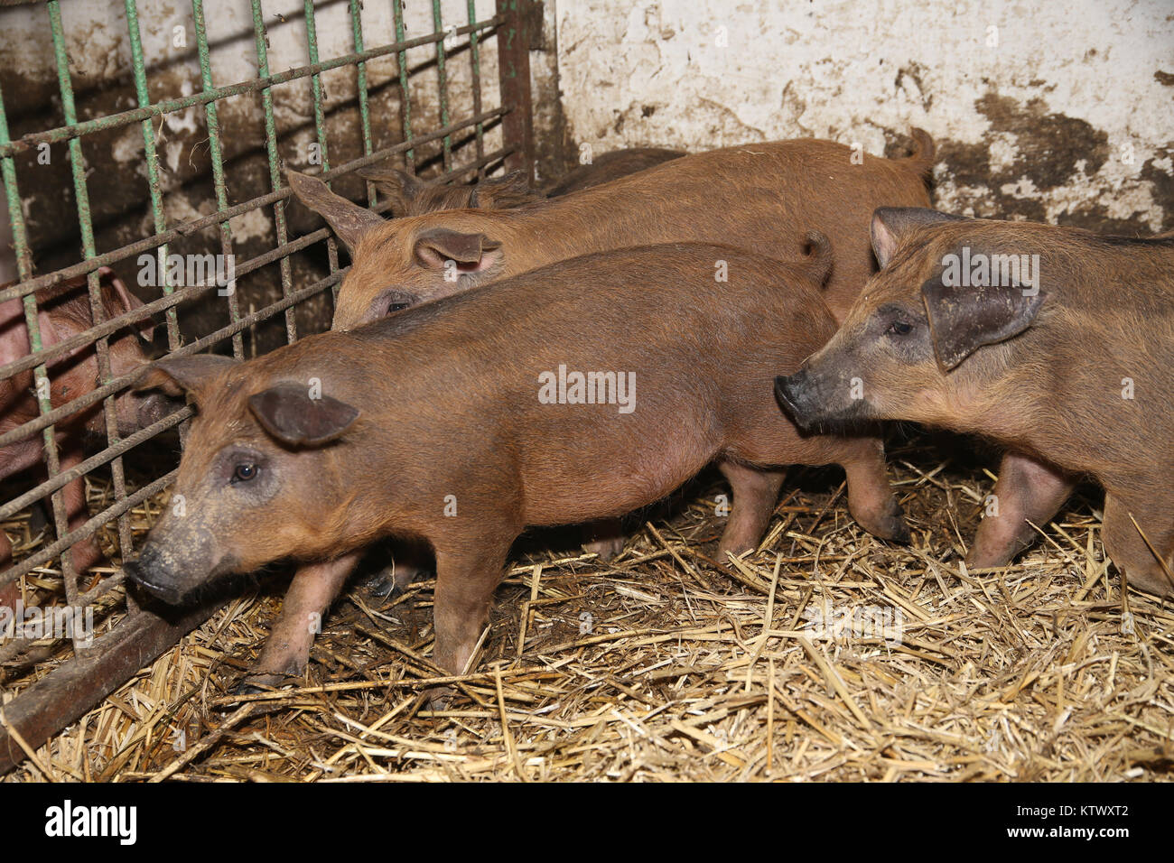 Lot of newborn piglets at a modern bio animal farm Stock Photo - Alamy