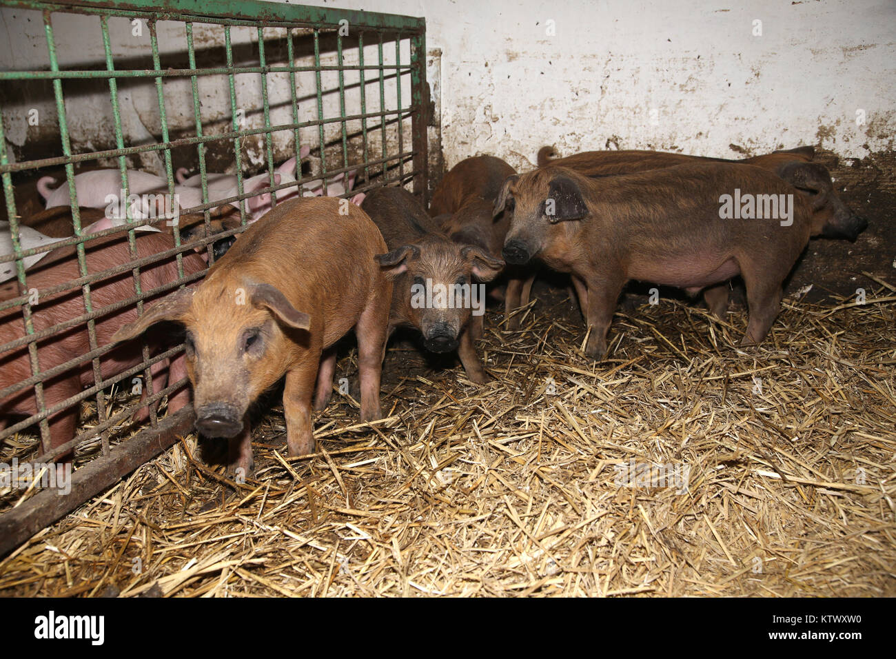 Little piglets inside at animal barn rural scene Stock Photo - Alamy