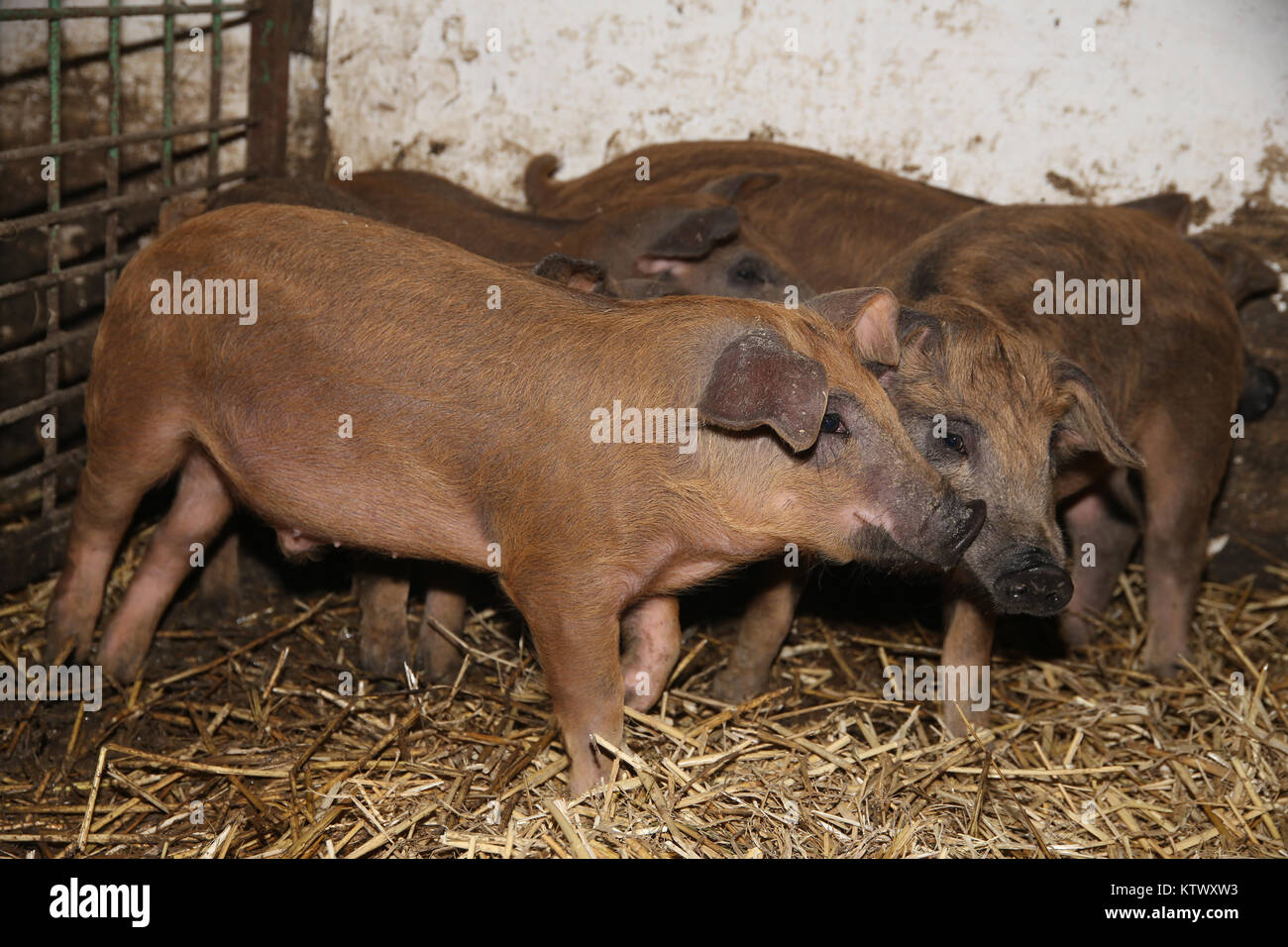 Beautiful newborn mangalica piglets growing up in the barn Stock Photo ...