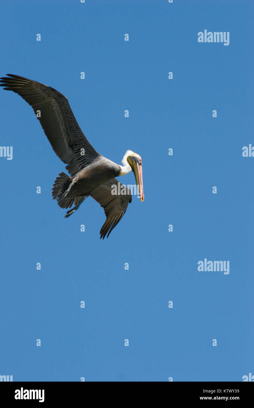 Brown Pelican flying, getting ready to dive Stock Photo - Alamy
