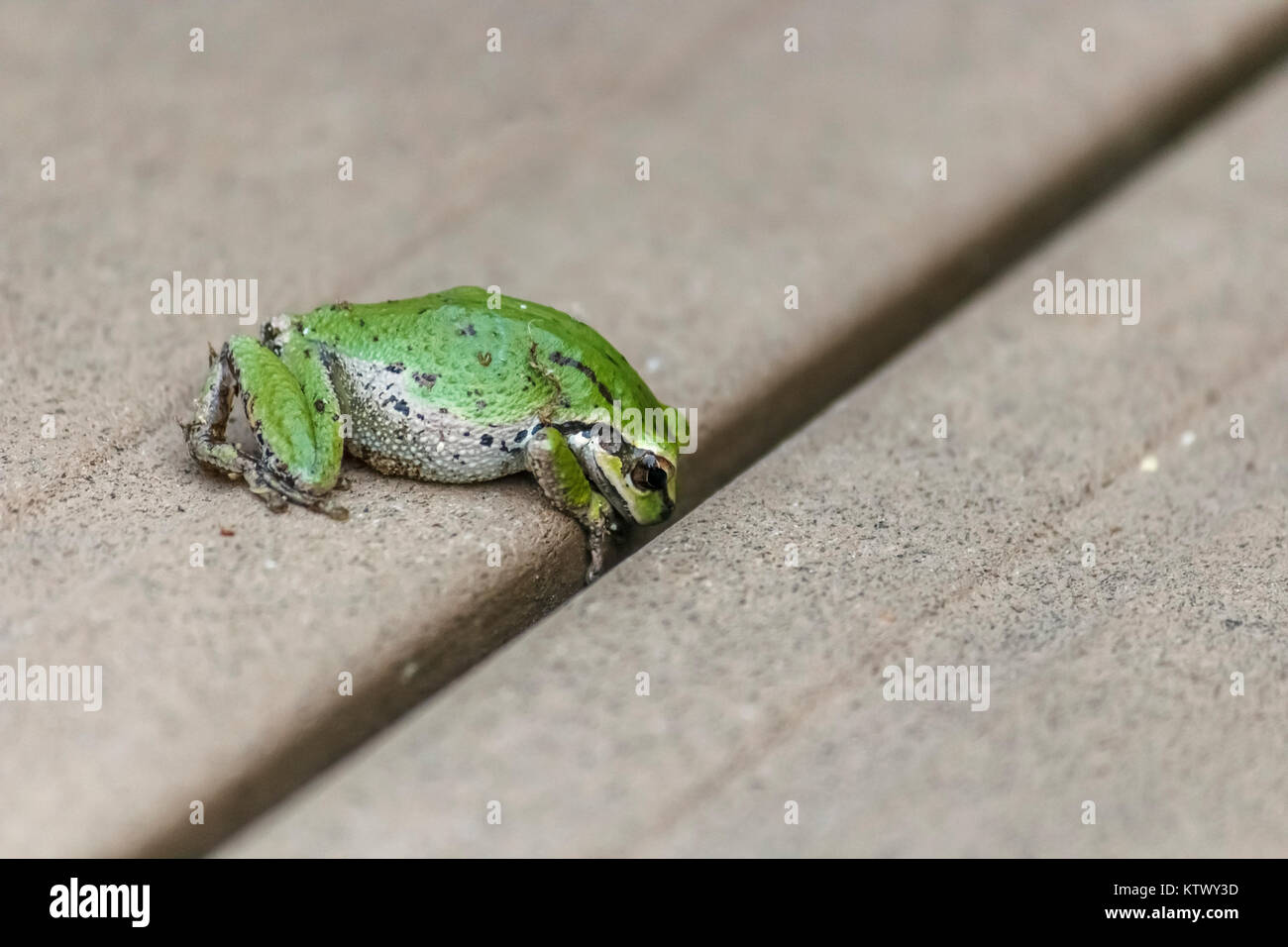 Plastic frogs High Resolution Stock Photography and Images - Alamy