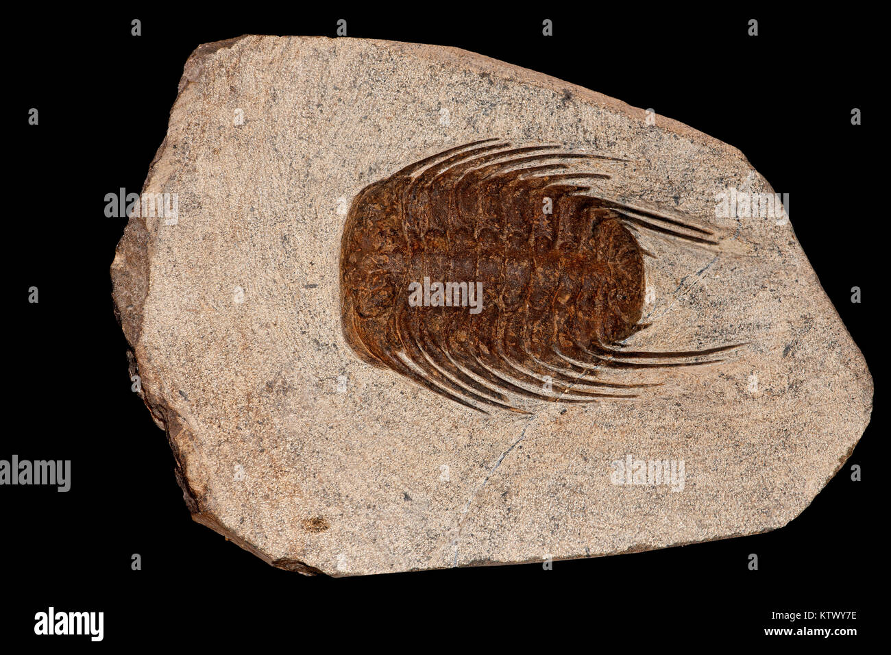 Close up photo of a trilobite fossil in a rock, over black background ...