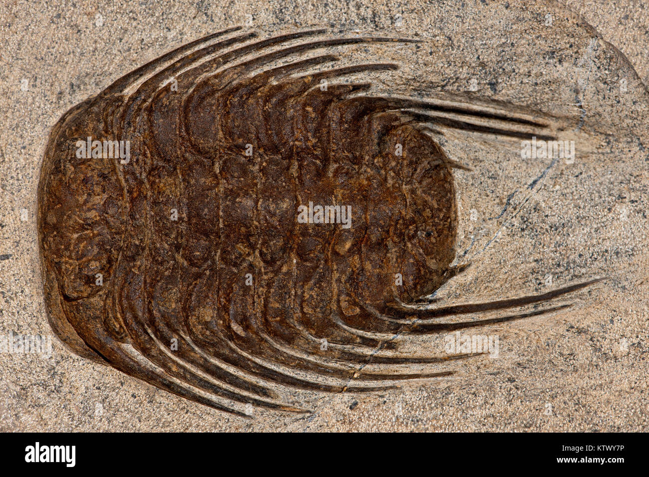 Close up photo of a trilobite fossil Stock Photo - Alamy