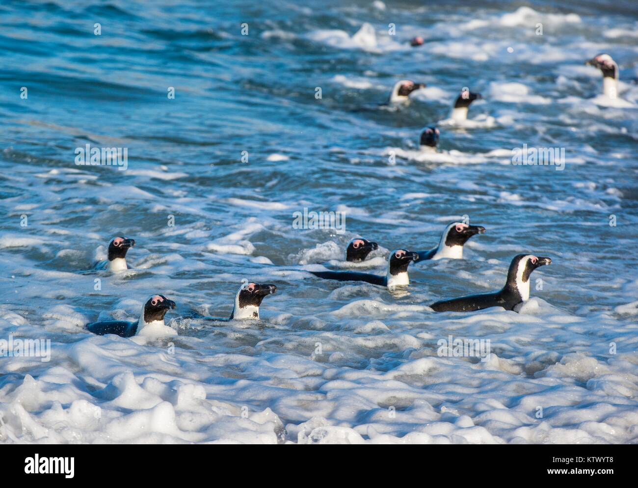 African penguins swim in the blue water of the ocean and foam of the ...
