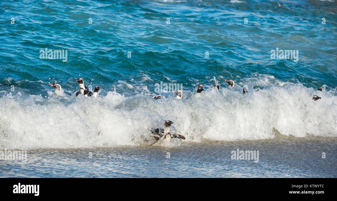 African penguins swim in the blue water of the ocean and foam of the ...