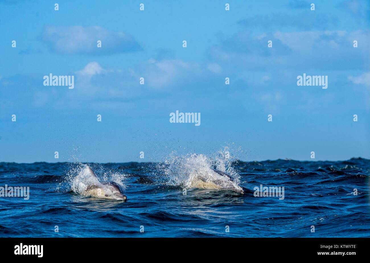 Dolphins, swimming in the ocean and hunting for fish. Dolphins swim and ...