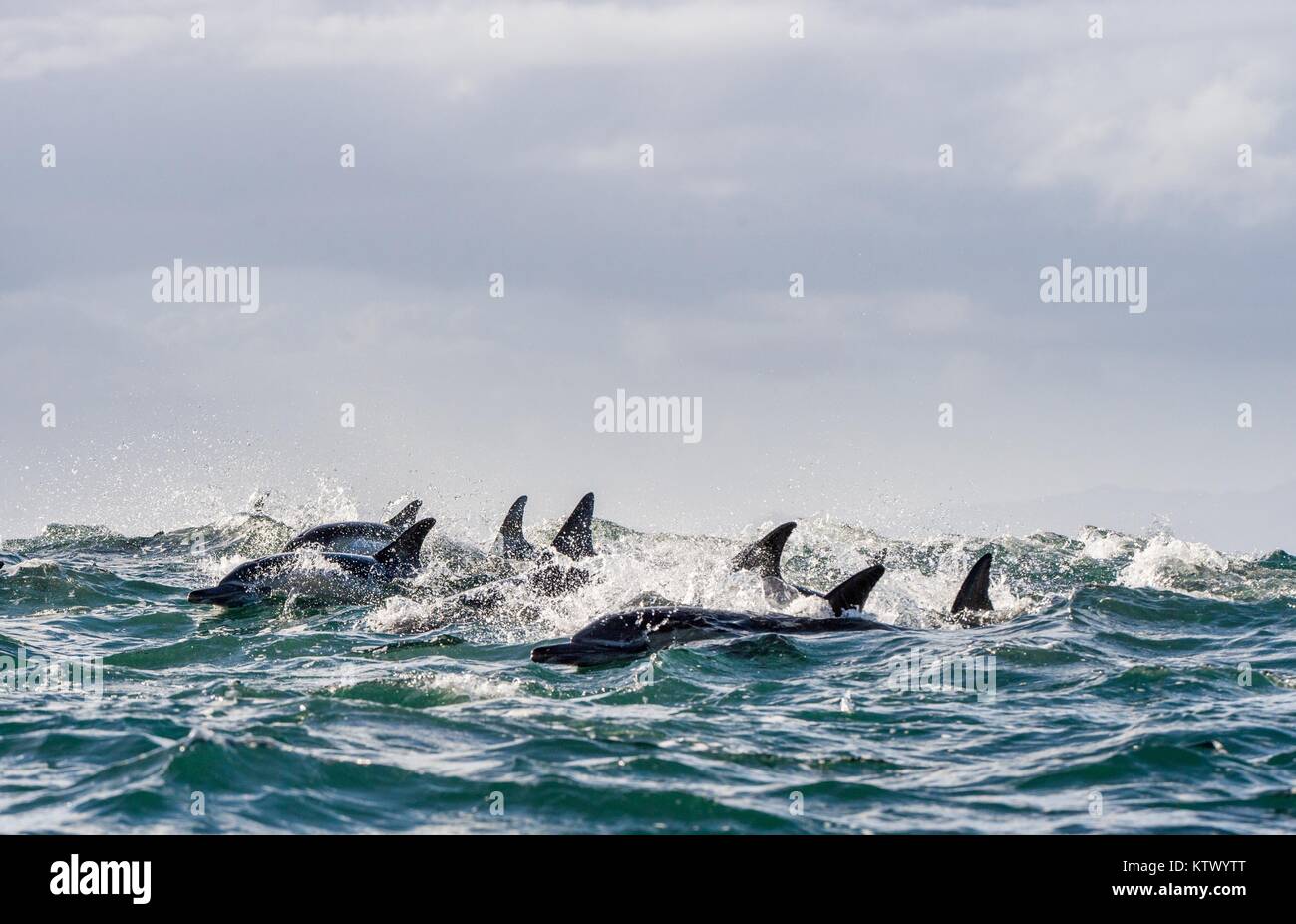 Dolphins, swimming in the ocean and hunting for fish Stock Photo - Alamy