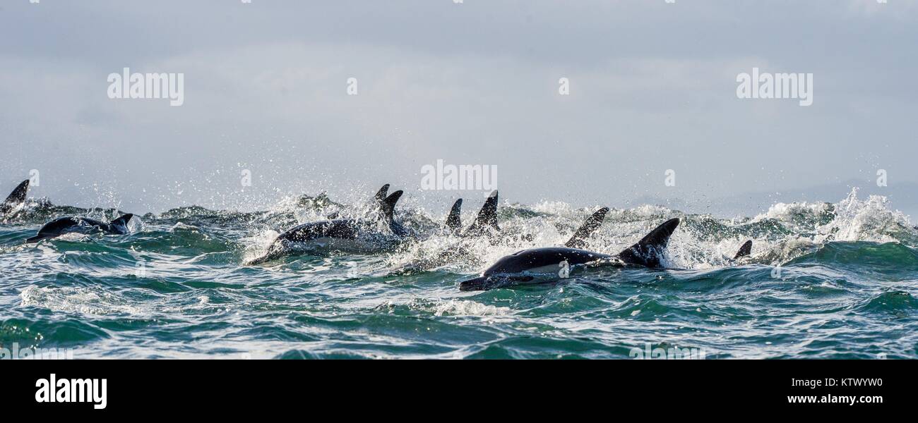 Common dolphins swimming jumping from hi-res stock photography and ...