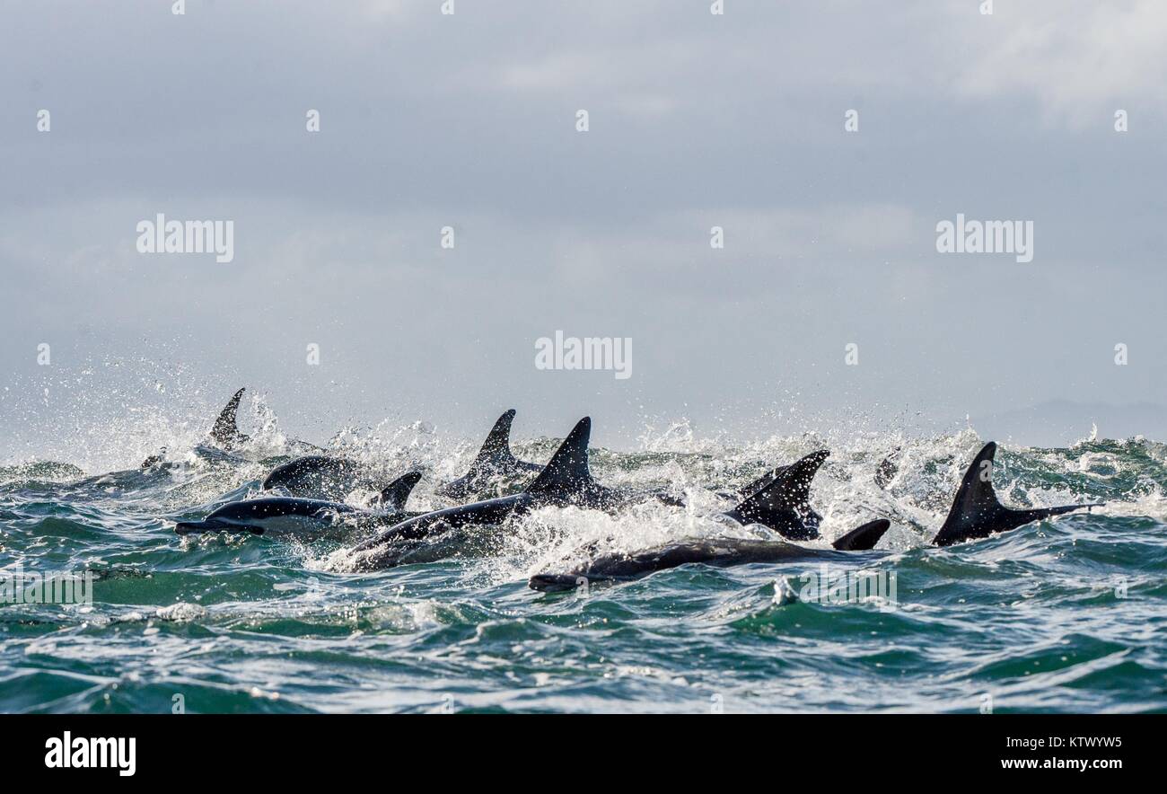 Common dolphins swimming jumping from hi-res stock photography and ...