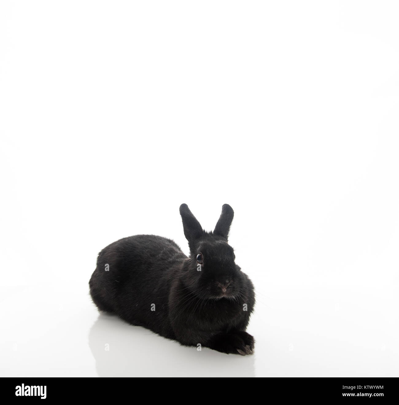 Black Bunny on White Background with Reflection Stock Photo - Alamy
