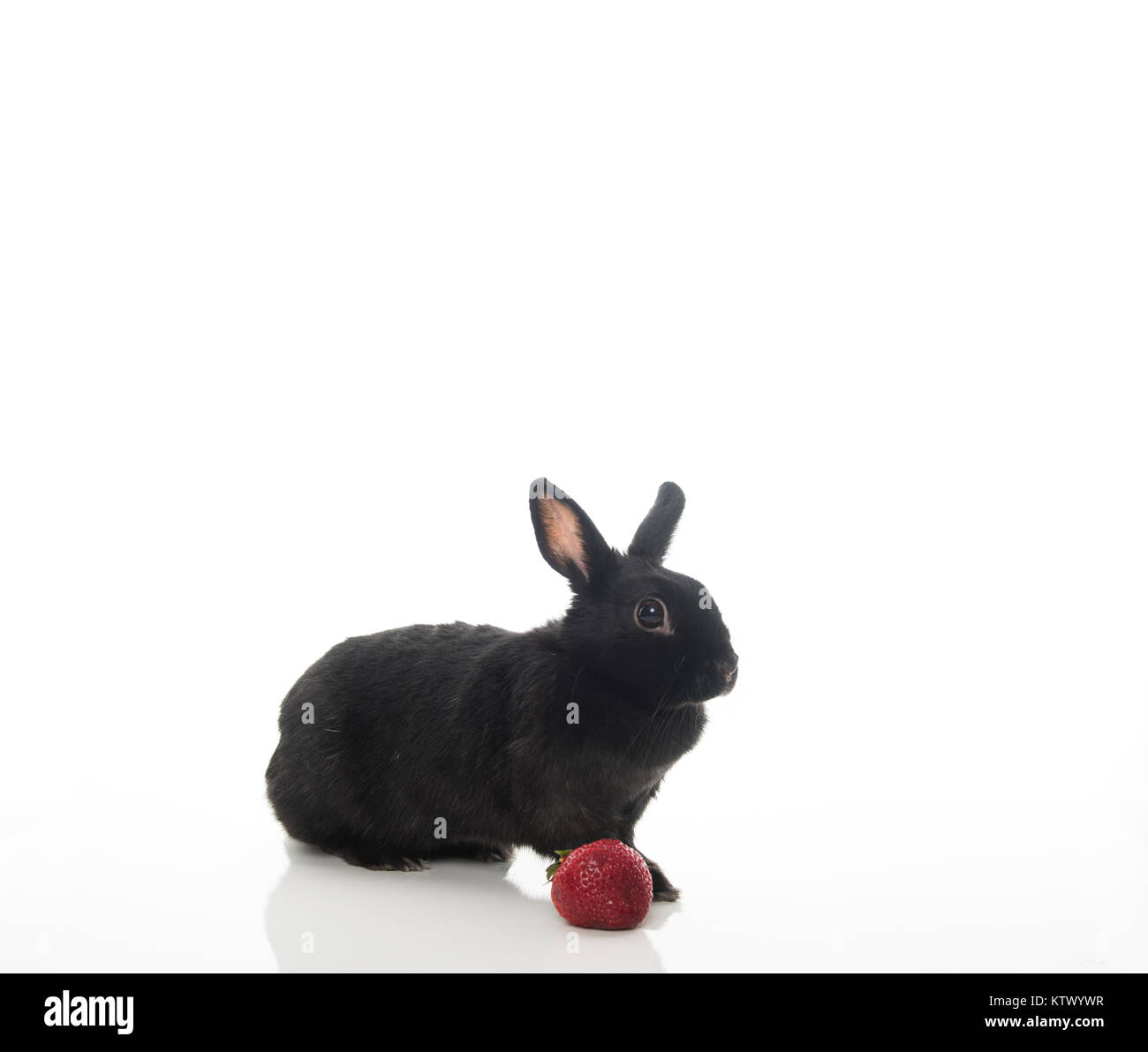 Black Bunny on White Background with Reflection Stock Photo - Alamy