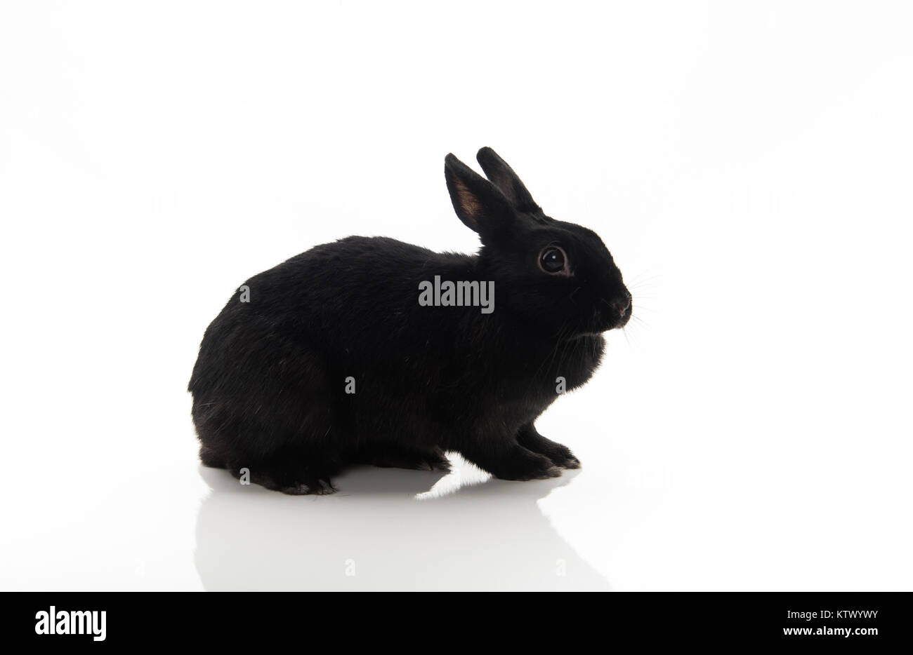 Black Bunny on White Background with Reflection Stock Photo - Alamy