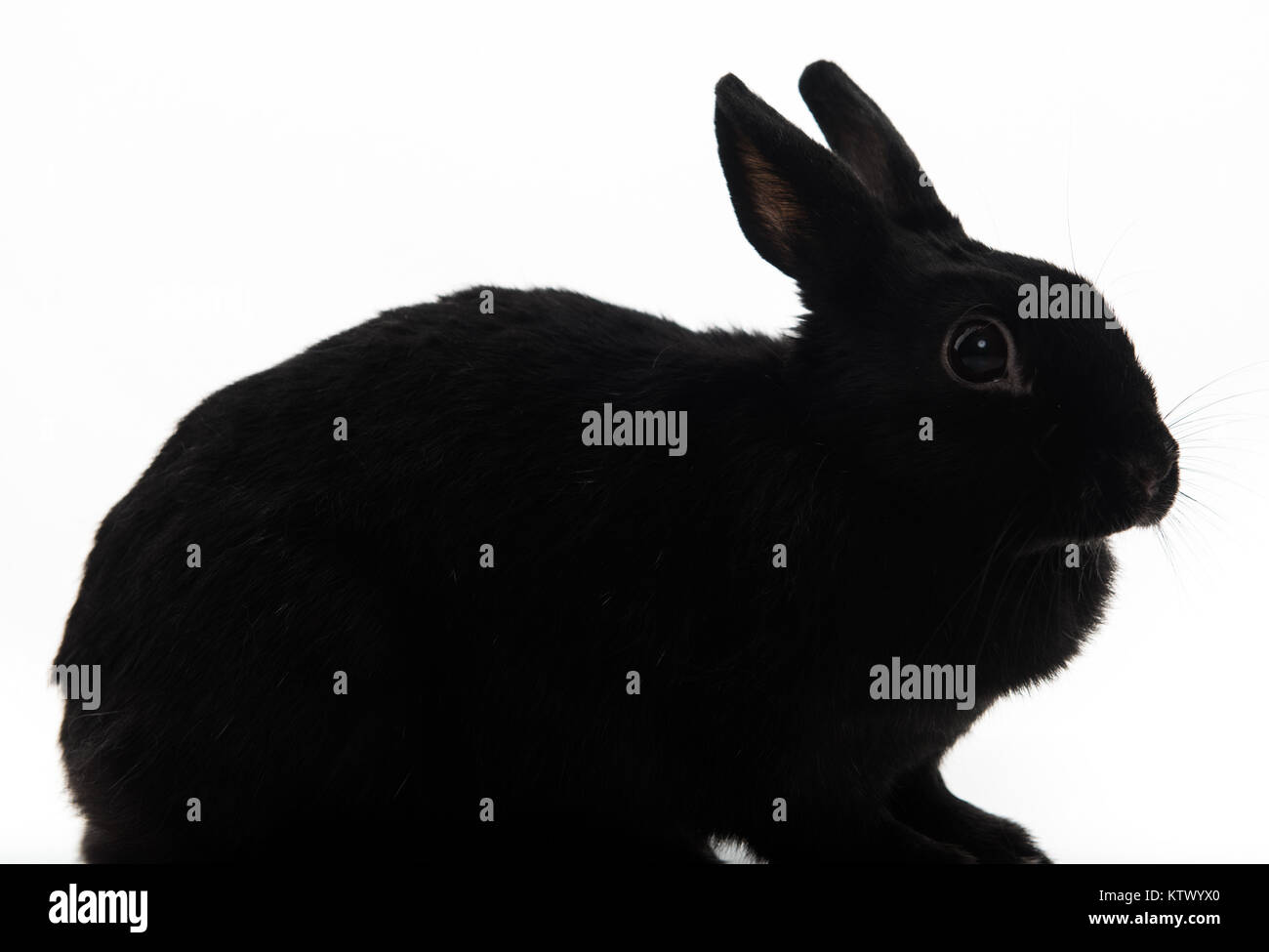 Black Bunny on White Background with Reflection Stock Photo - Alamy