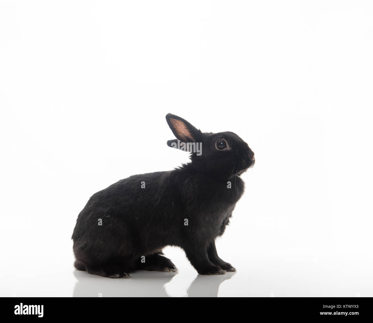 Black Bunny on White Background with Reflection Stock Photo - Alamy