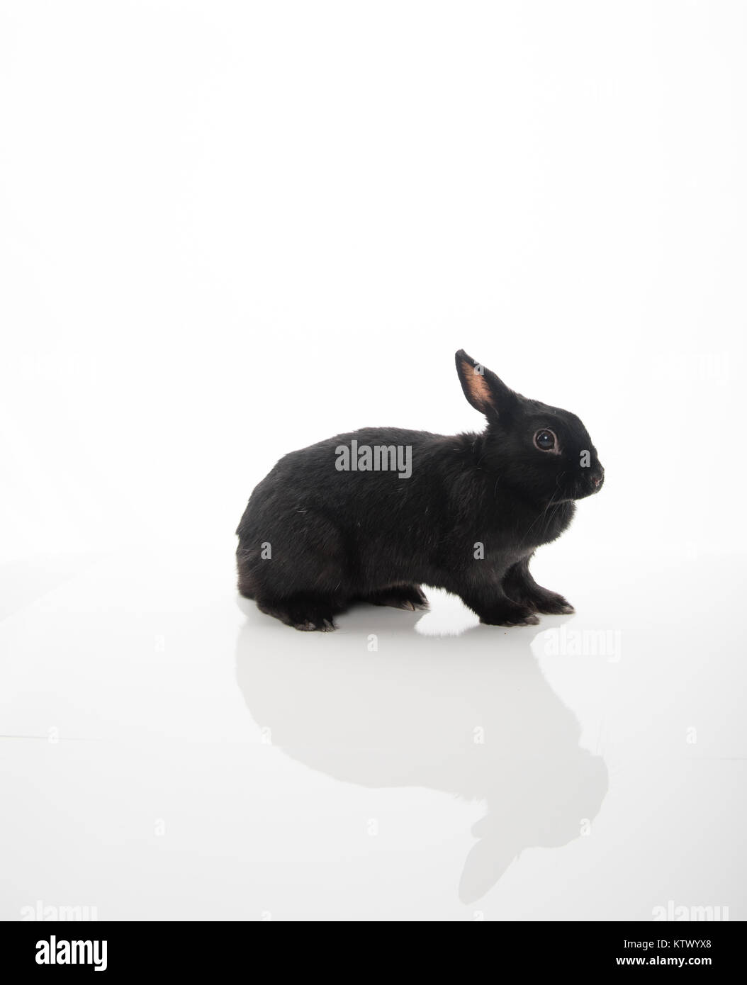 Black Bunny on White Background with Reflection Stock Photo - Alamy