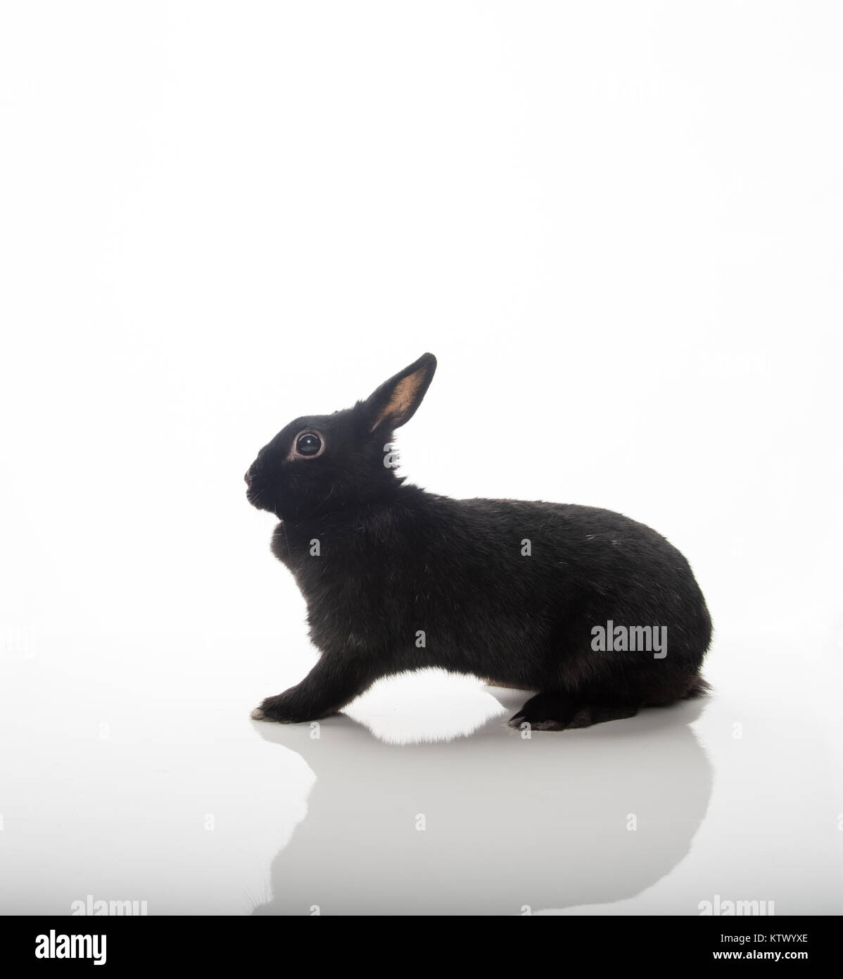 Black Bunny on White Background with Reflection Stock Photo - Alamy