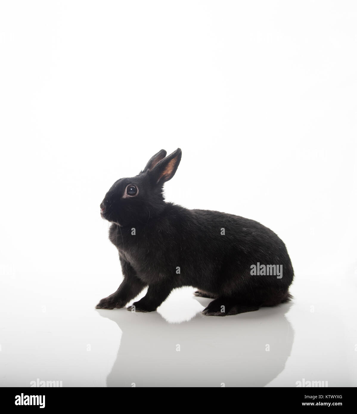 Black Bunny on White Background with Reflection Stock Photo - Alamy