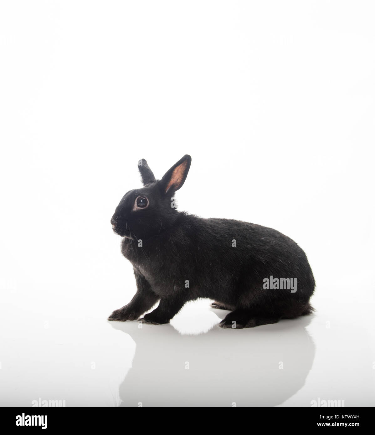 Black Bunny on White Background with Reflection Stock Photo - Alamy