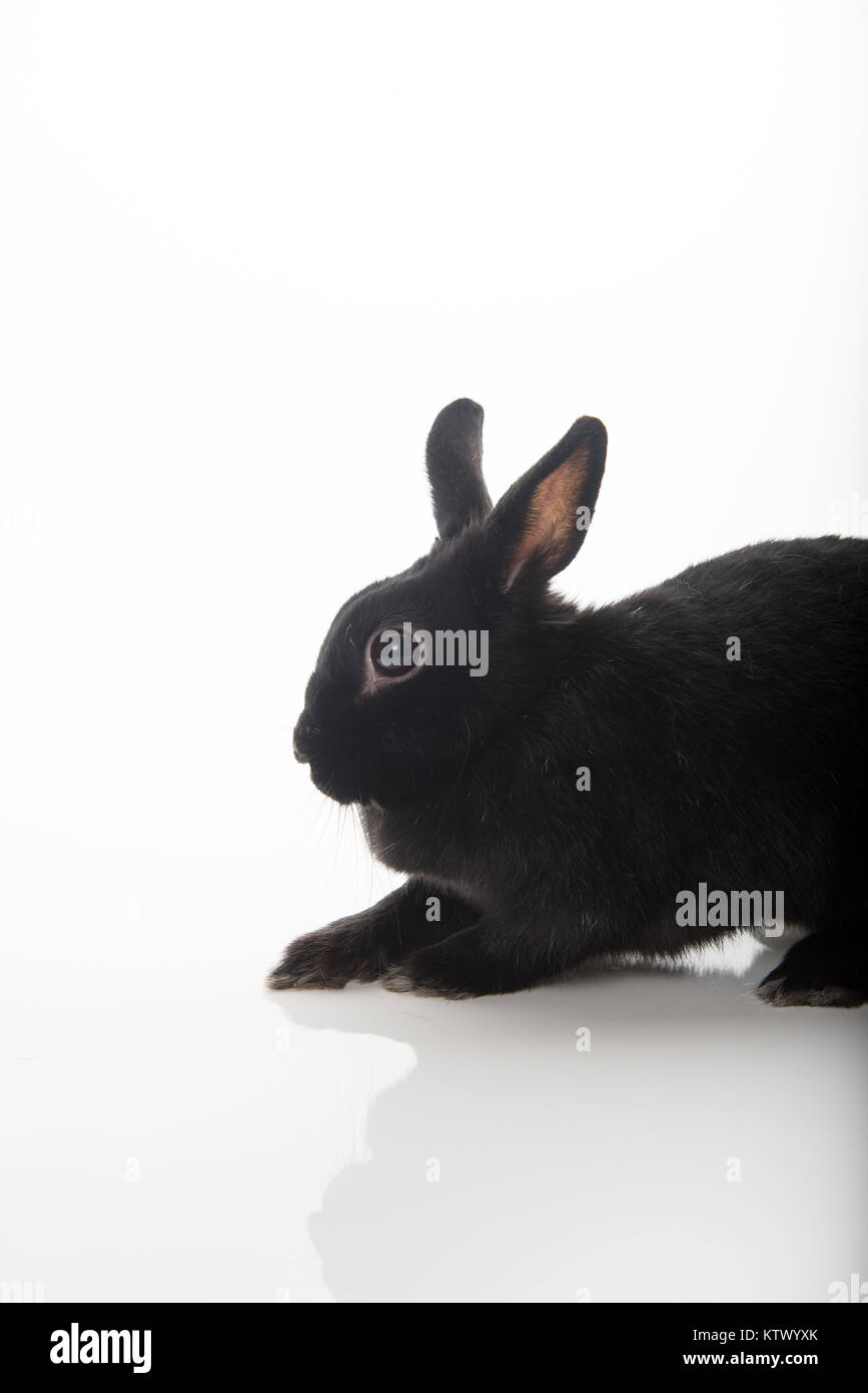 Black Bunny on White Background with Reflection Stock Photo - Alamy
