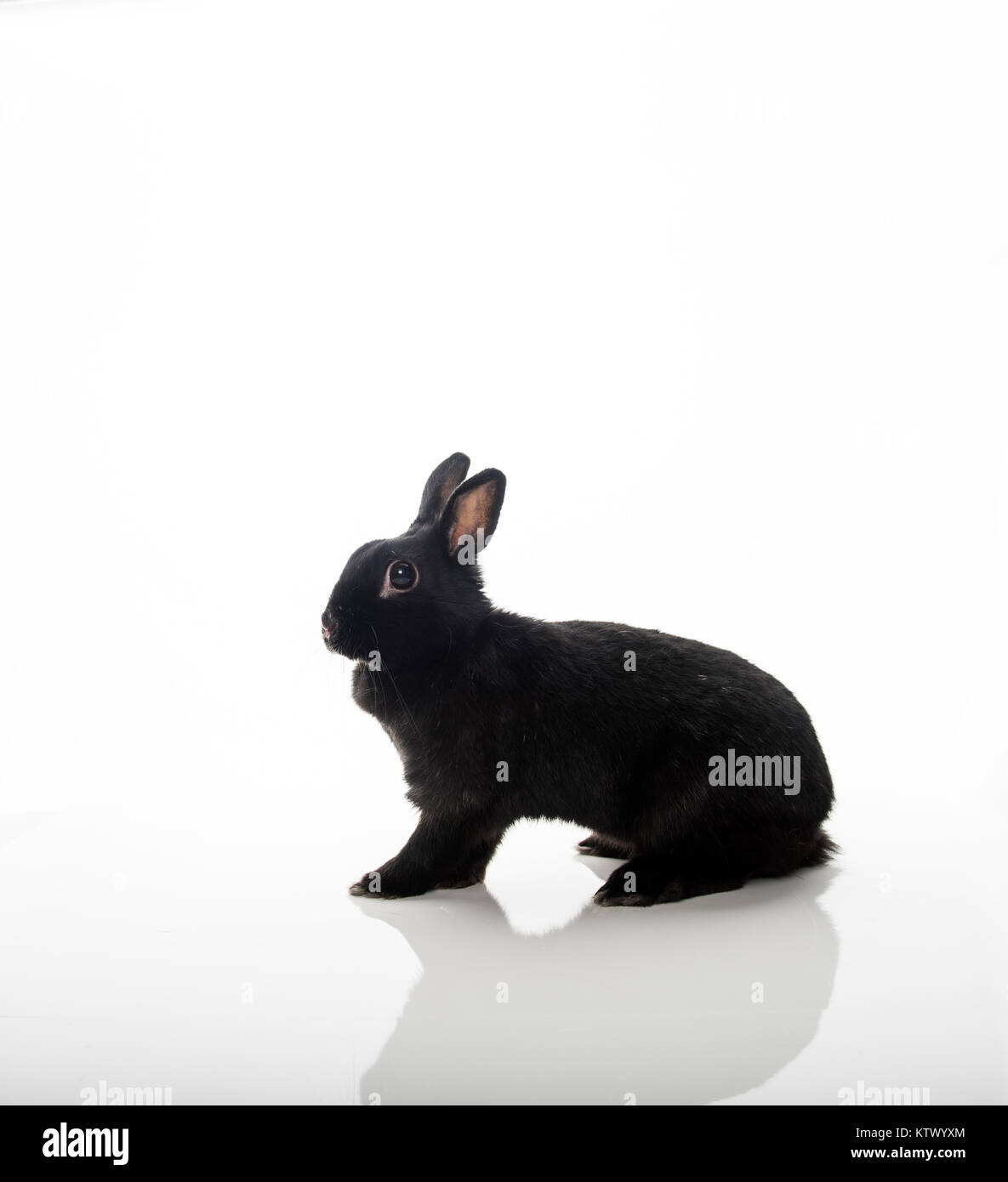 Reflection white background hi-res stock photography and images - Alamy