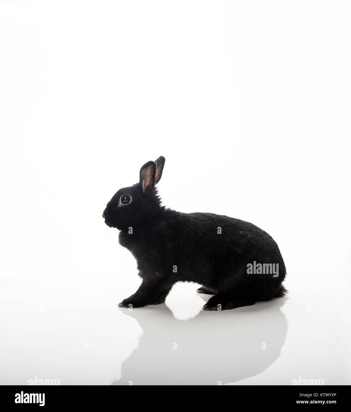 Black Bunny on White Background with Reflection Stock Photo - Alamy