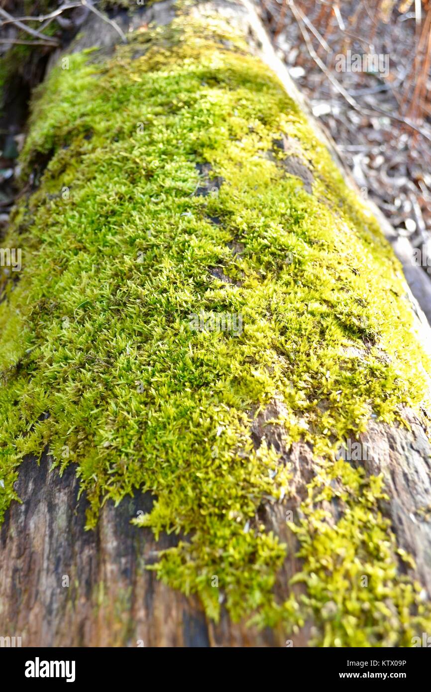 Green log hi-res stock photography and images - Alamy