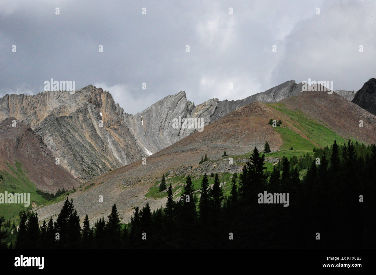 Treeline in Kananaskis Provincial Park, Alverta, Canada Stock Photo - Alamy