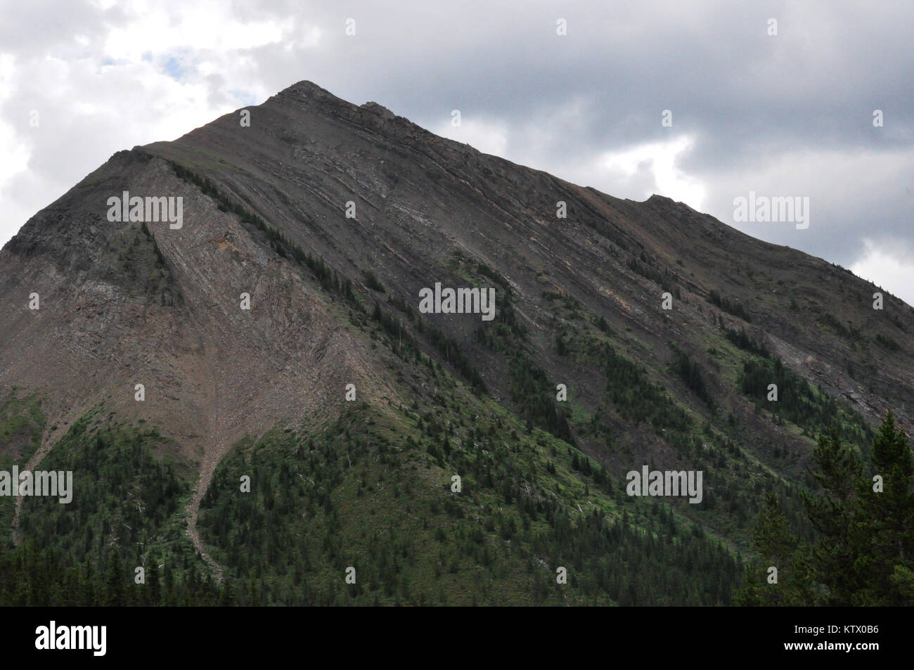 Treeline And Tree And Mountain Stock Photos & Treeline And Tree And ...