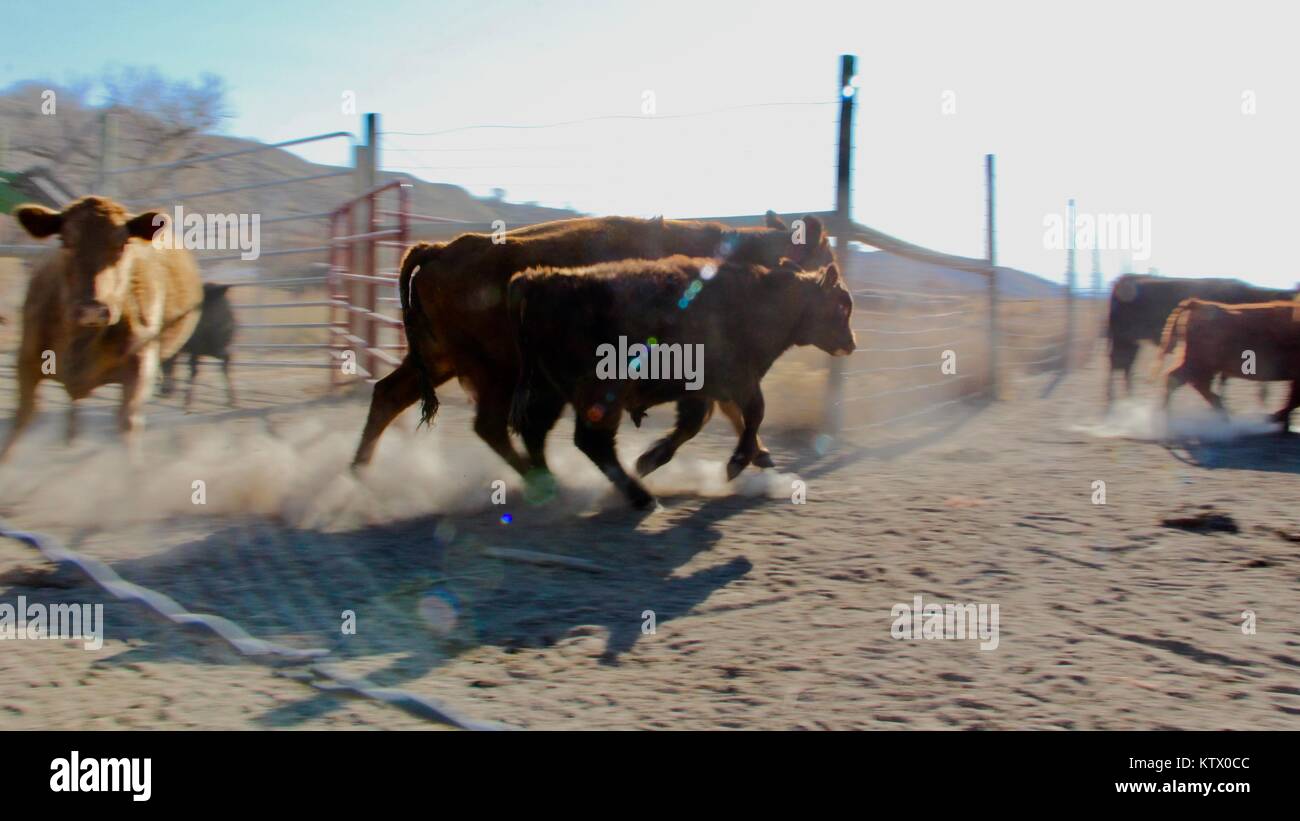 Rancher moving cattle hi-res stock photography and images - Alamy