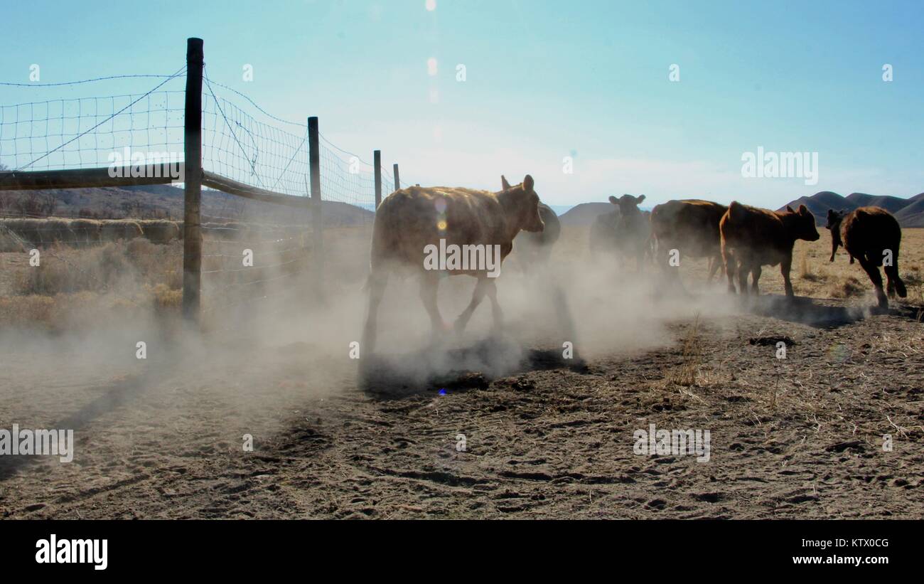 Corral cattle hi-res stock photography and images - Alamy