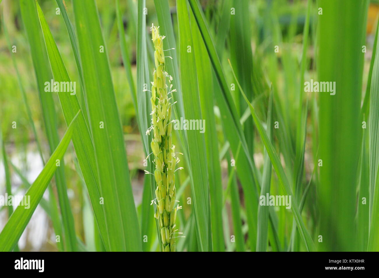 Fertilizer purchase hi-res stock photography and images - Alamy