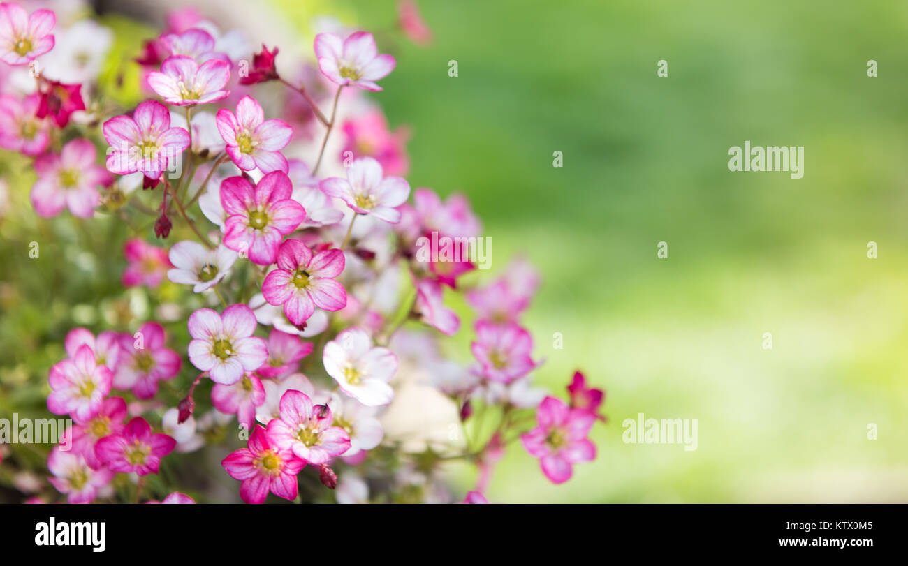 Pink and White Flowers in Garden Stock Photo - Alamy