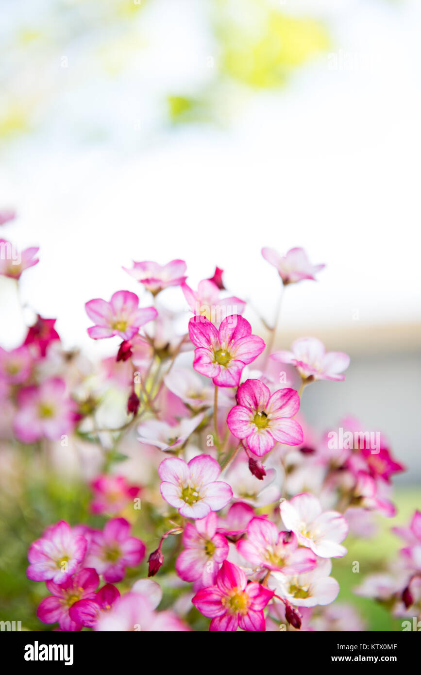 Pink and White Flowers in Garden Stock Photo - Alamy
