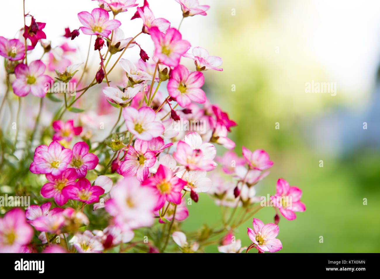 Pink and White Flowers in Garden Stock Photo - Alamy