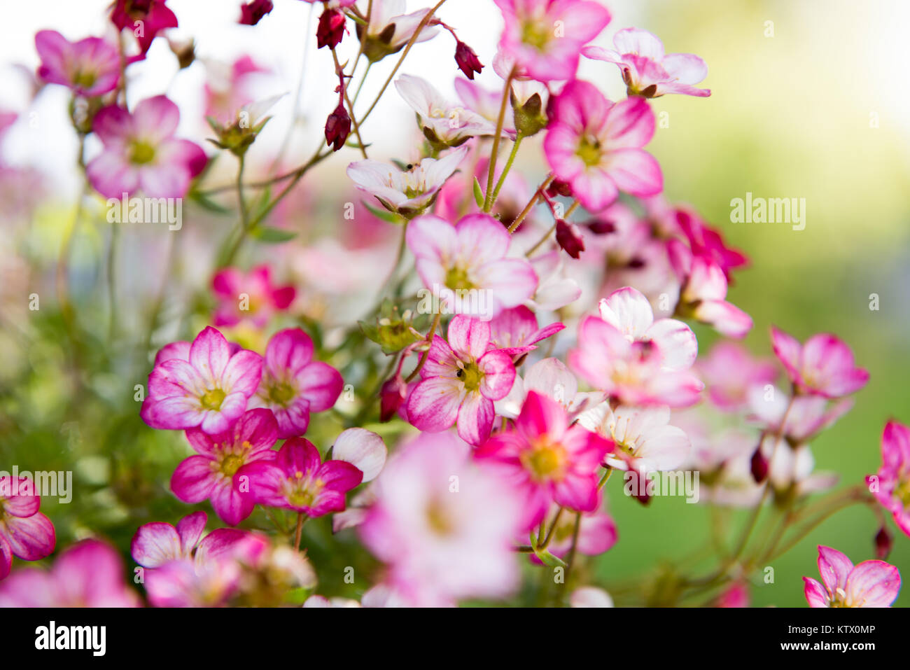 Pink and White Flowers in Garden Stock Photo - Alamy
