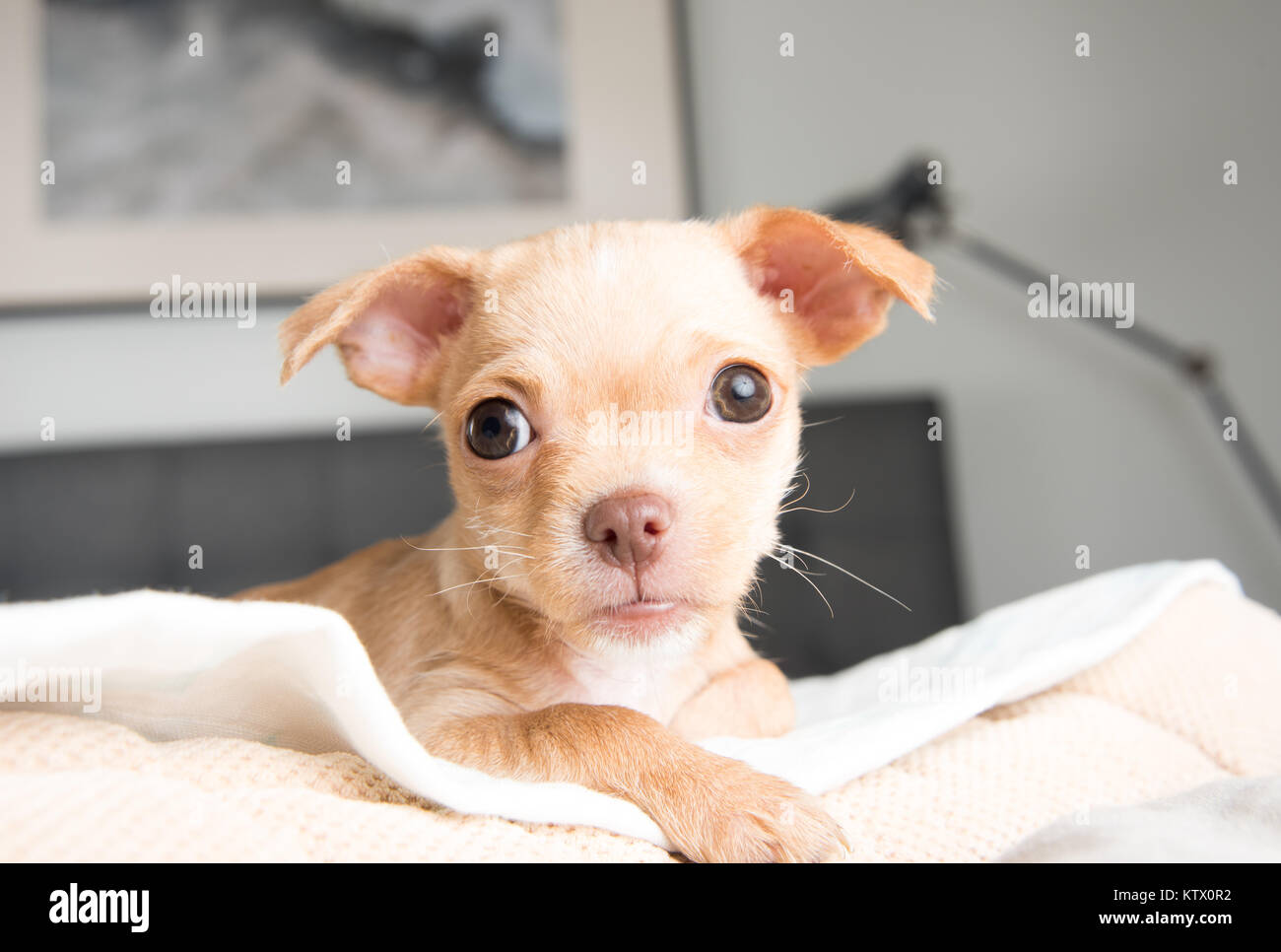 Tiny Puppy Falling Asleep on Bed Stock Photo - Alamy
