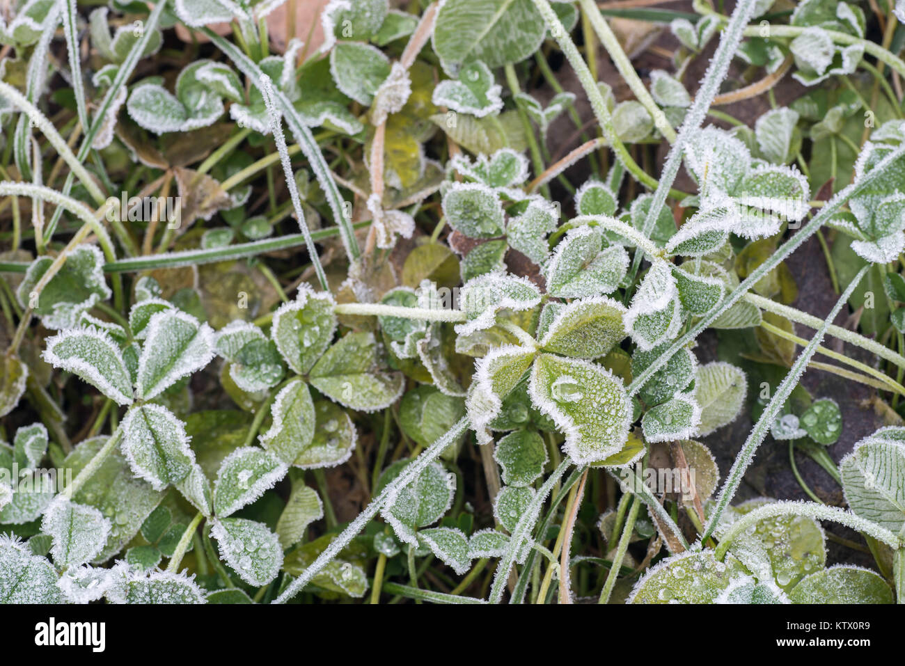 Green frozen leaves plant hi-res stock photography and images - Alamy