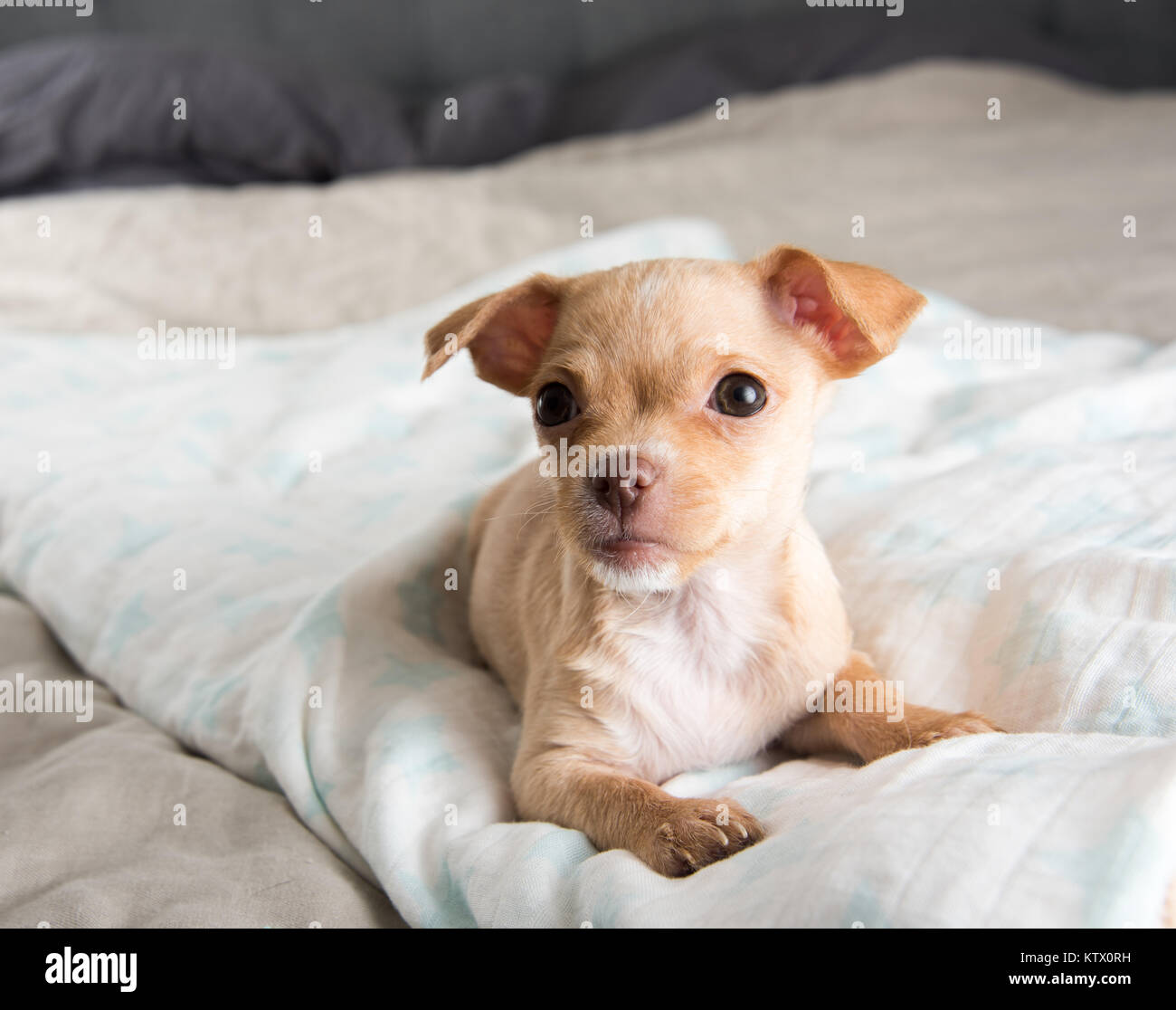 Tiny Puppy Falling Asleep on Bed Stock Photo - Alamy