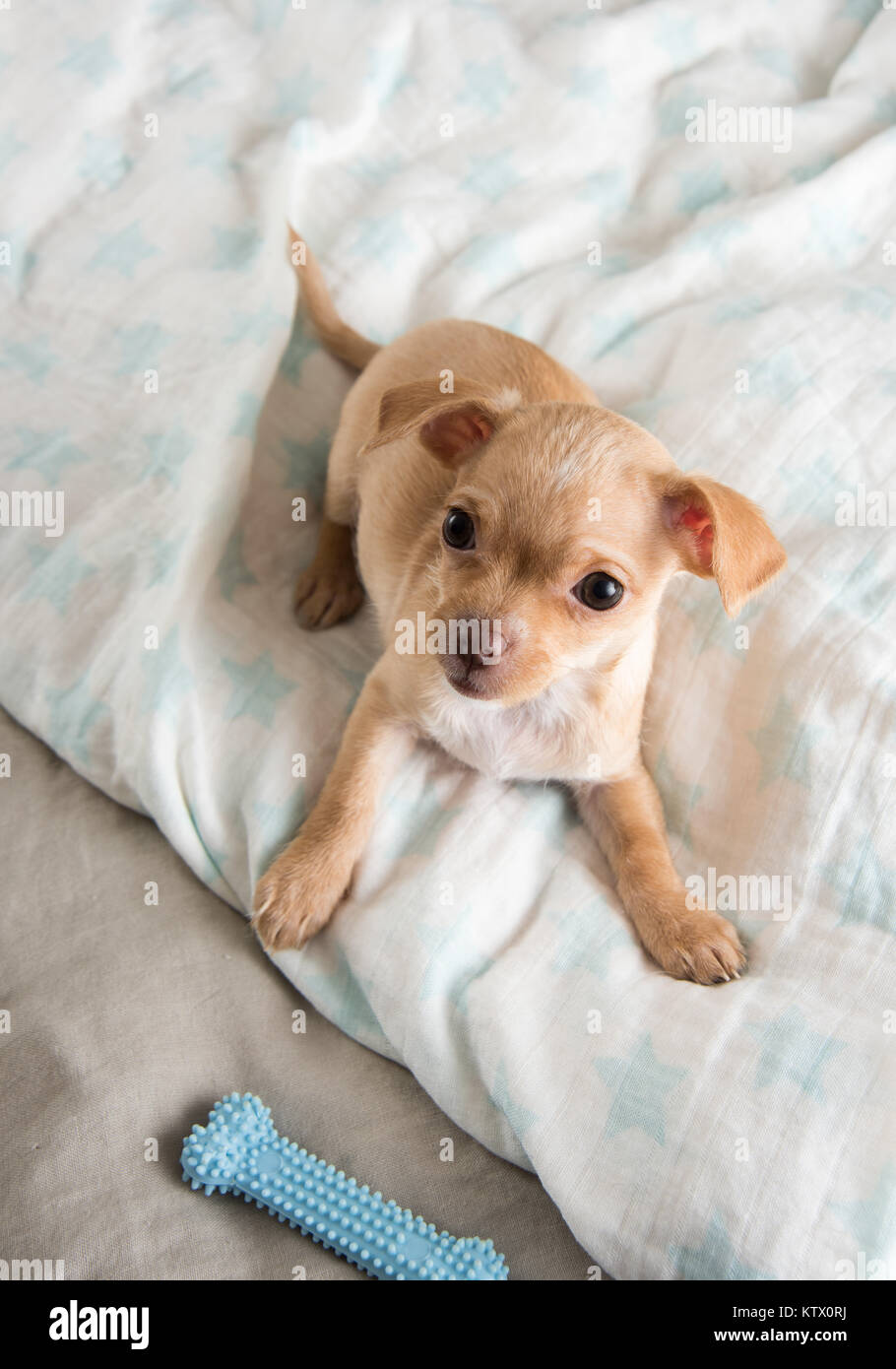 Tiny Puppy Falling Asleep on Bed Stock Photo - Alamy